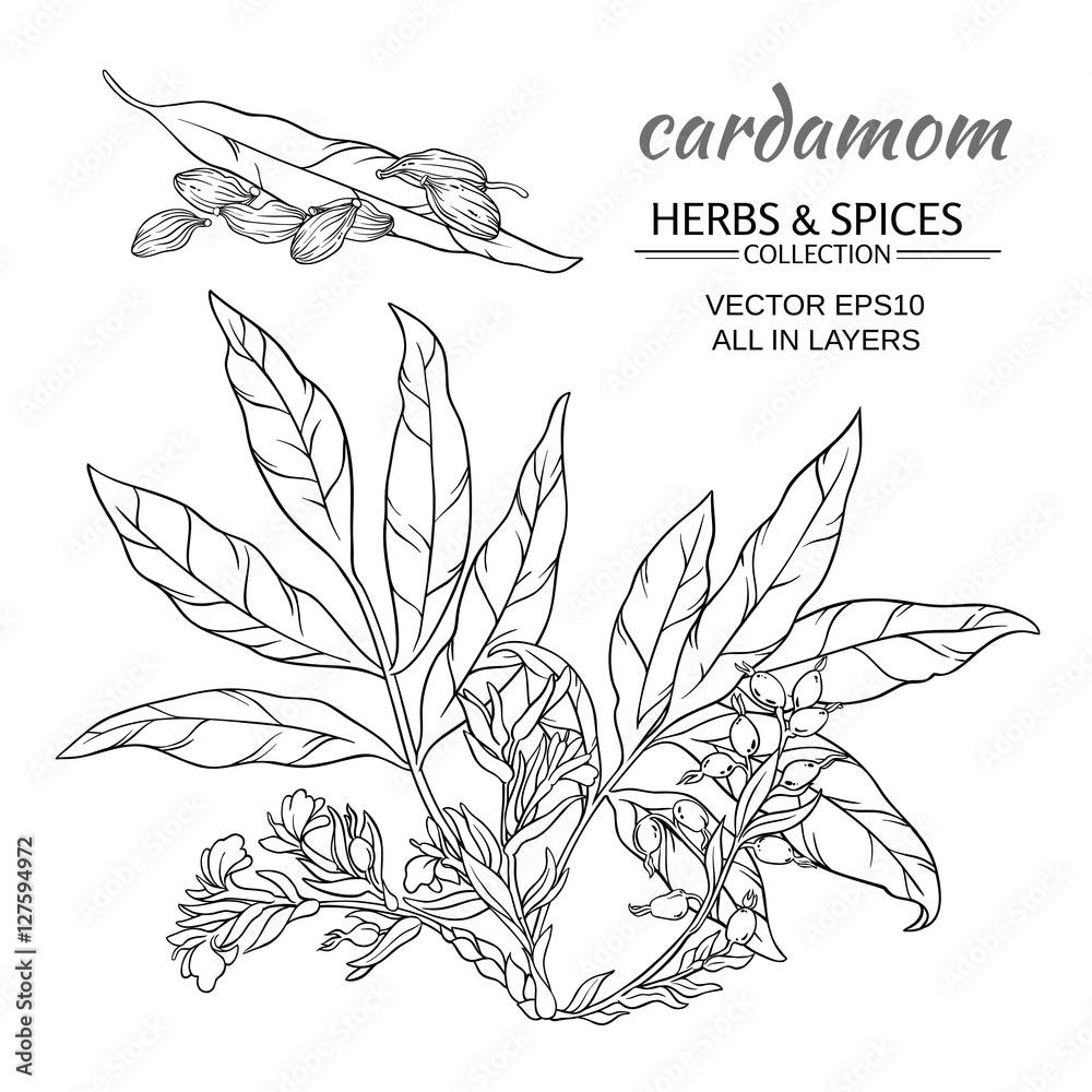 cardamom vector set Stock Vector | Adobe Stock