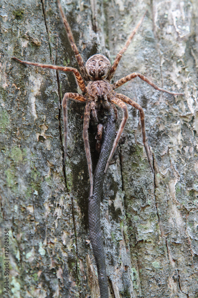 Snake Eating Spider