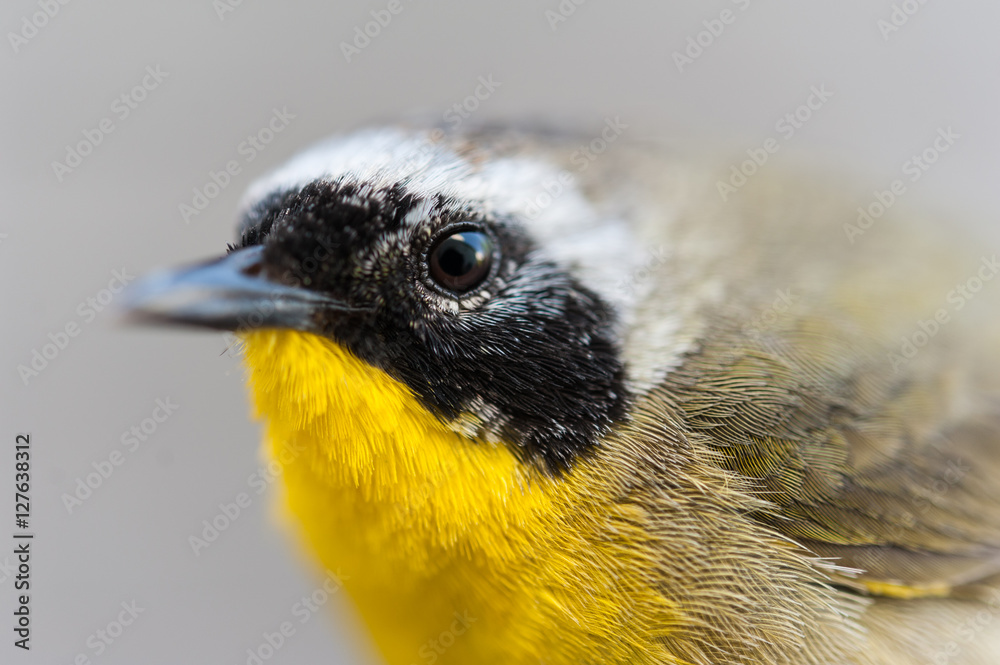Small bird with yellow feathers on its chest. Yellow-breasted Chat ...