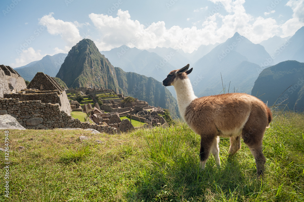 Llama in the ancient city of Machu Picchu, Peru. Overlooking ruins of ...