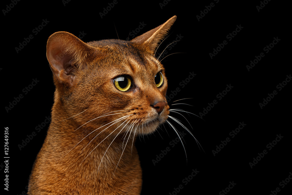 Closeup head of Purebred abyssinian cat in profile portrait isolated on ...