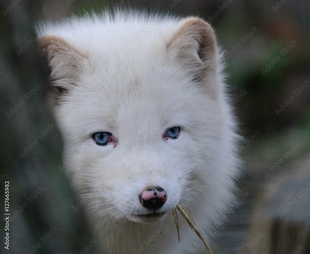 Arctic Blue Eyes
