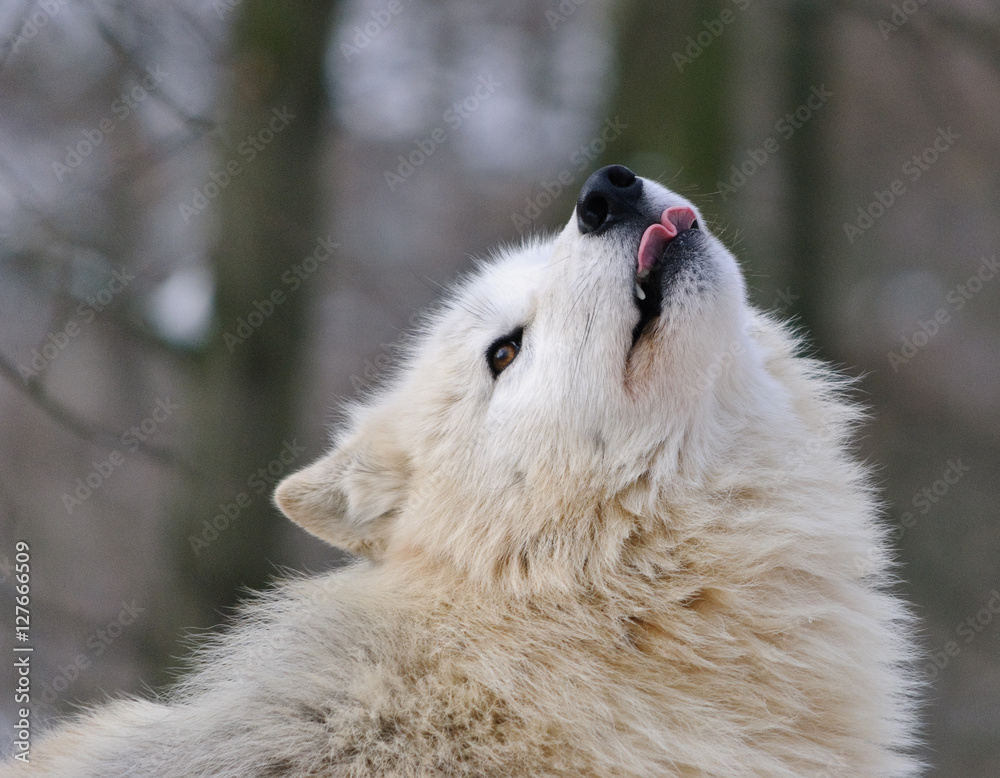 Long Tongue Wolf