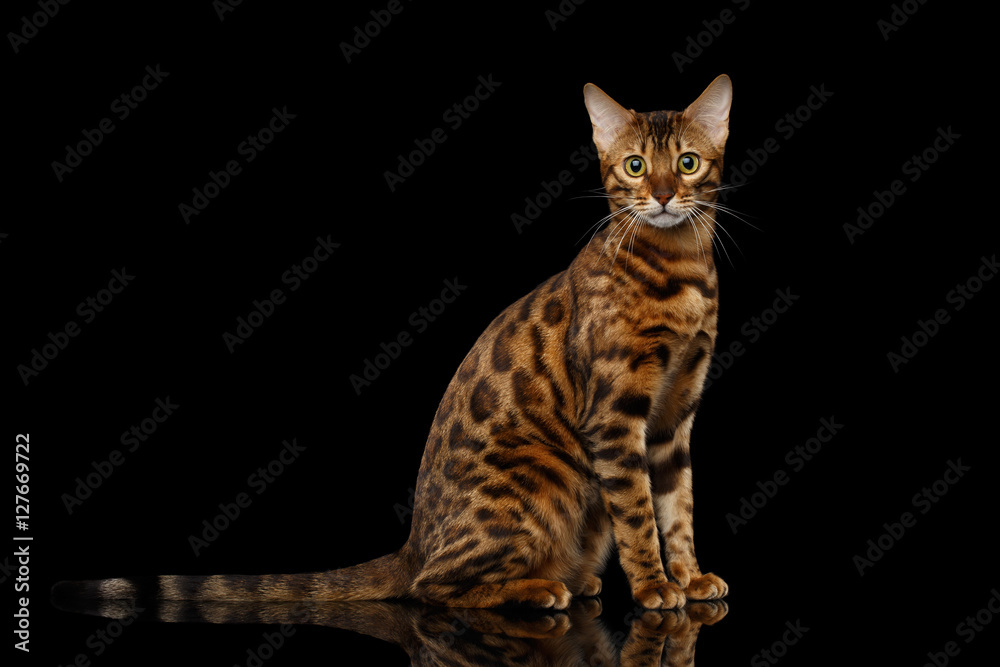 Gold Bengal Cats