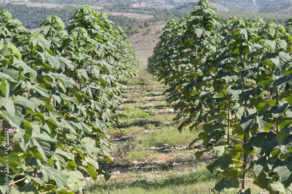 Paulownia trees plantation, Albania Stock Photo | Adobe Stock