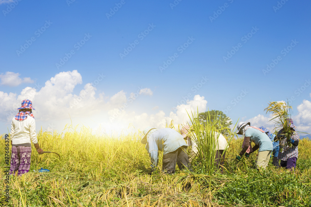 People asian farmer Harvest of the rice field in season harvest , and ...