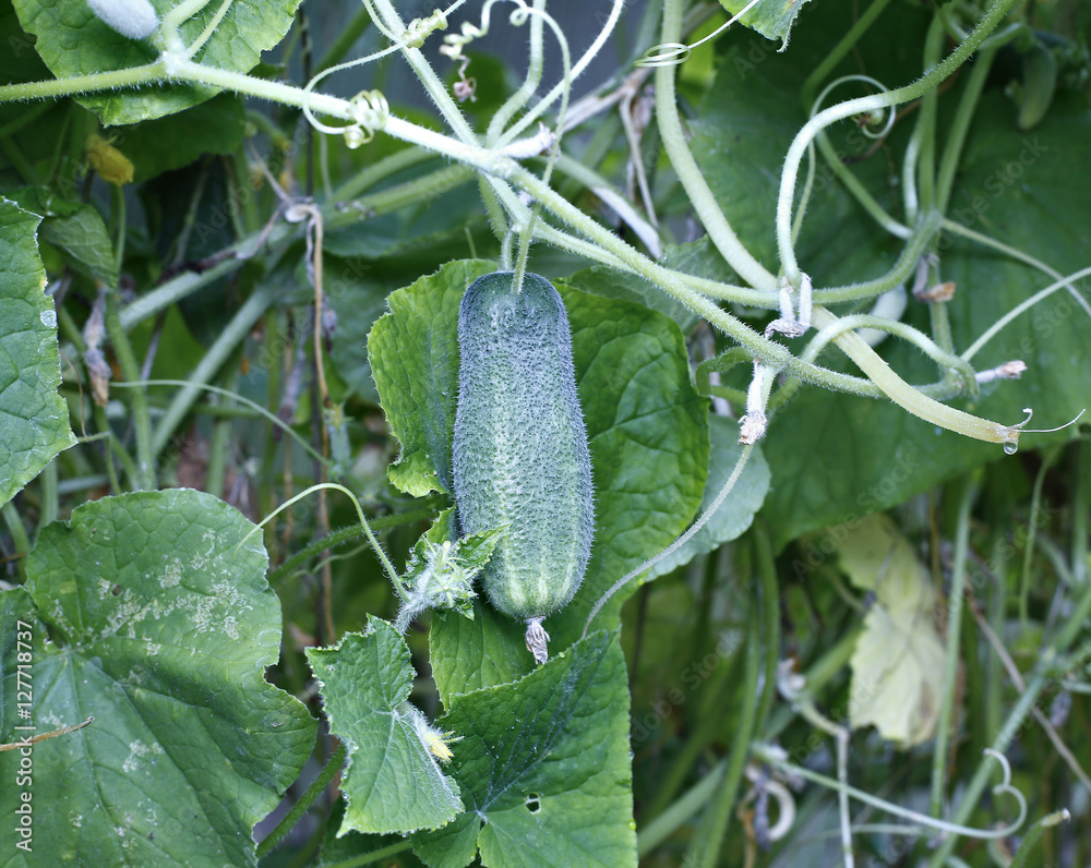 Cucumber fruit on the plant in the autumn Stock Photo | Adobe Stock
