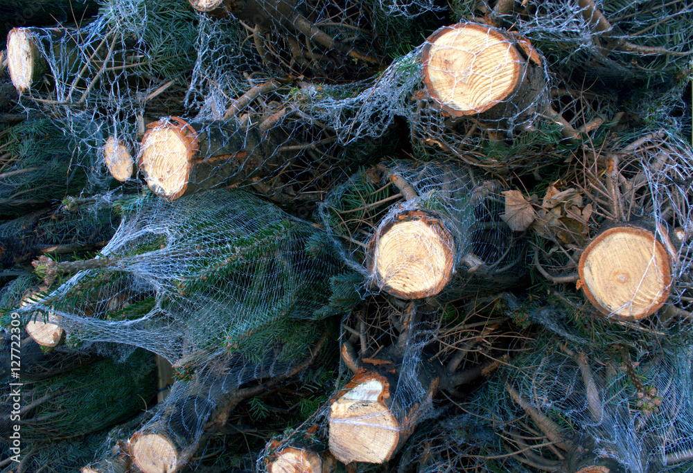 Pile of cut fir trees, christmas trees, netted for transport and stored ...