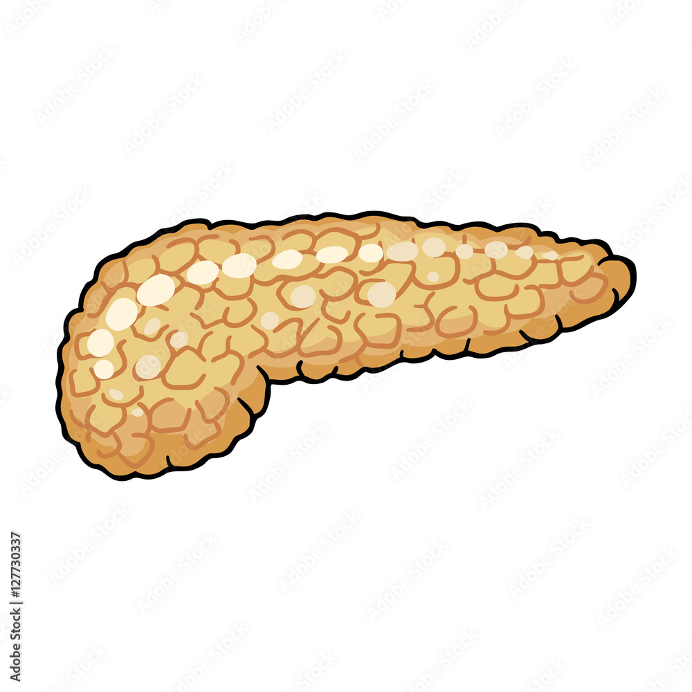 Human pancreas icon in cartoon style isolated on white background ...