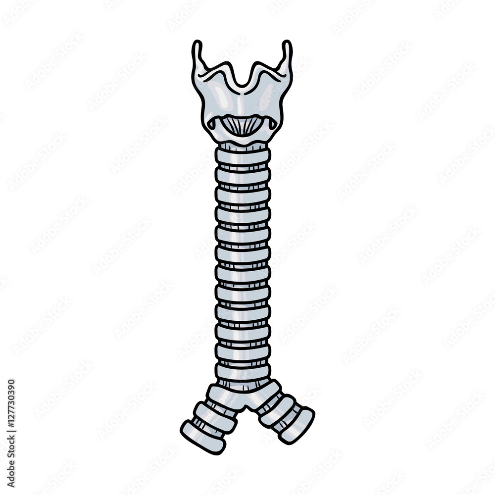 Human trachea icon in cartoon style isolated on white background. Human ...