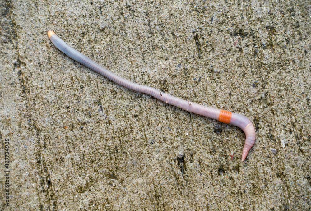Closeup of a blue-grey Earthworm stretched out to his full length on ...