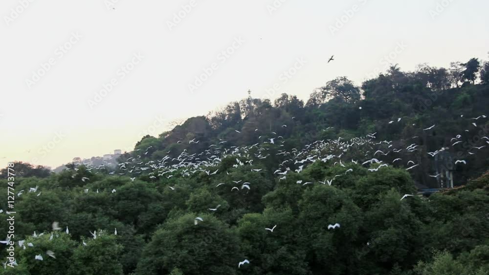Flock of migratory birds in flight creating a spectacle while coming ...
