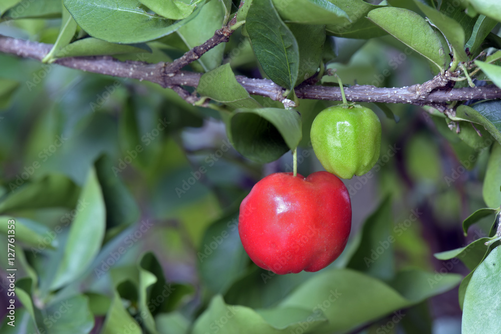 Acerola tree with fruits Stock Photo | Adobe Stock