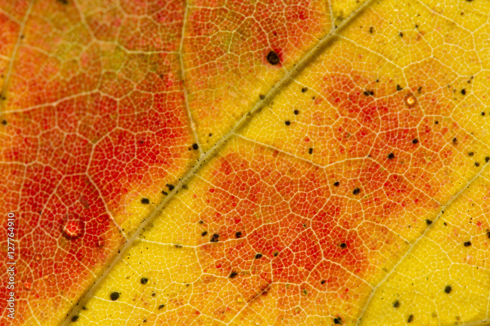Fall Leaf Close Up 1 Stock Photo | Adobe Stock
