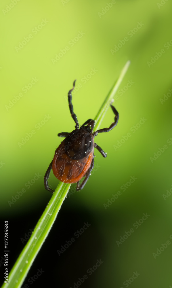 Castor bean tick, Ixodes ricinus, carrier of diseases like tbe and ...