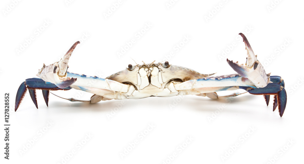 blue crab isolated on white Stock Photo | Adobe Stock