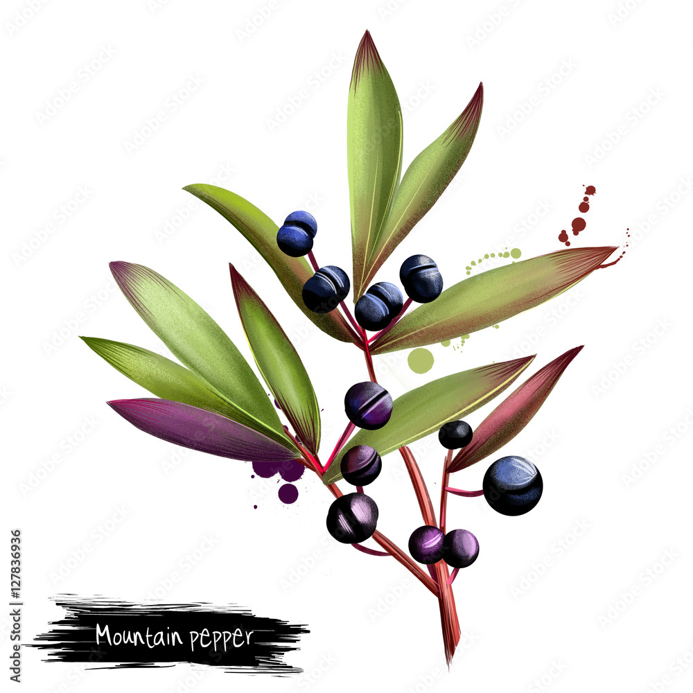 Mountain Pepper Plant, Cornish pepper leaf. Tasmannia lanceolata with ...