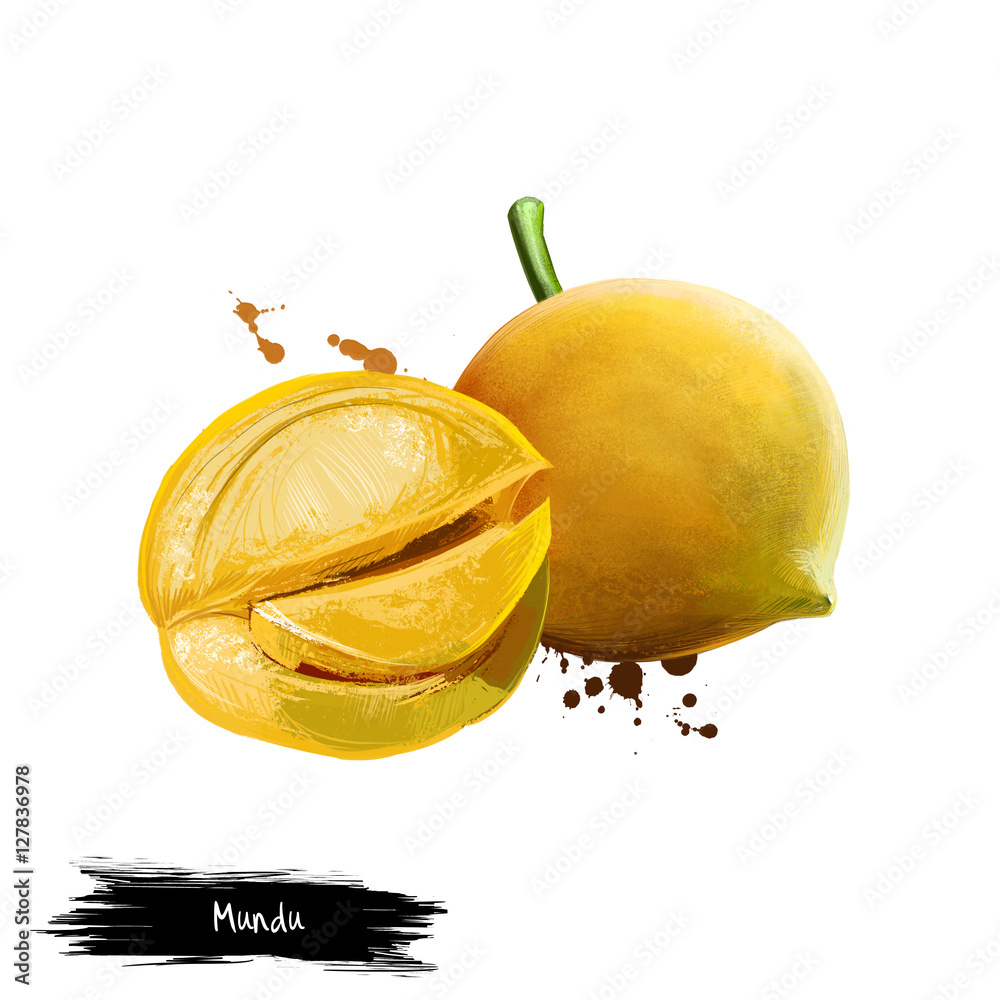 Mundu isolated on white. Digital art illust. Garcinia dulcis, Rata or ...