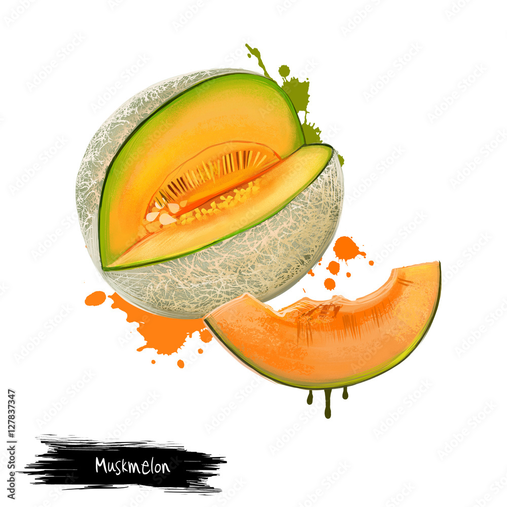 Muskmelon isolated on white background. Digital art Stock Illustration ...