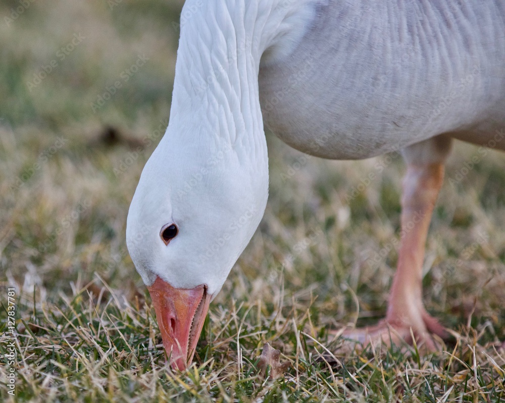 Beautiful background with a wild snow goose eating the grass Stock ...