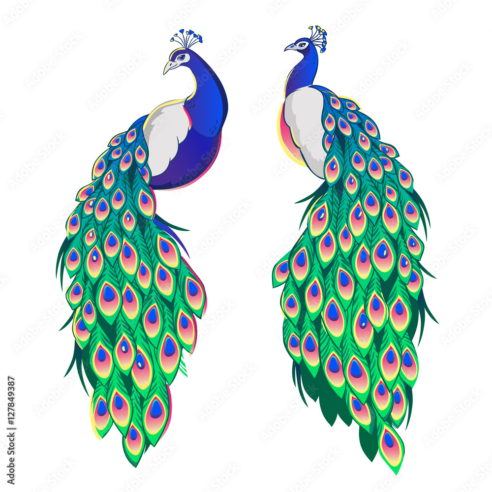 Set of two peacocks isolated on white background. Stock Vector | Adobe ...