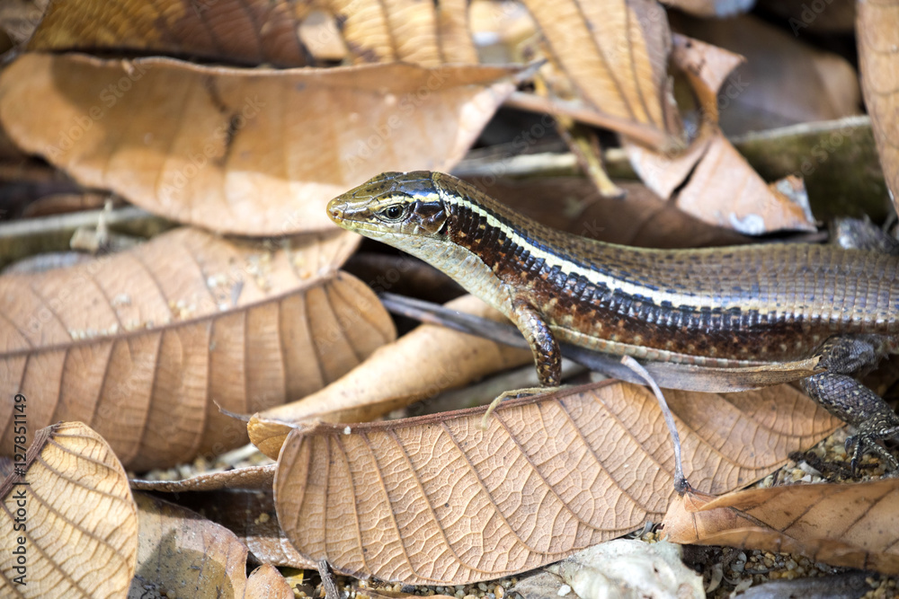 strong lizard Madagascar girdled lizard, Zonosaurus madagascariensis ...