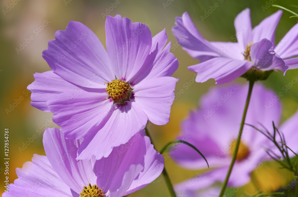 pink daisy spring flowers Stock-Foto | Adobe Stock