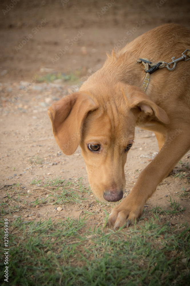Pocoyo perro Stock Photo | Adobe Stock