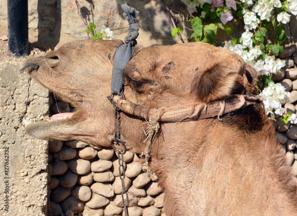 Camel yawning, camel is an ungulate bearing distinctive fatty deposits ...
