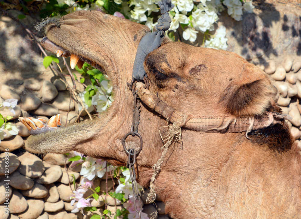Camel yawning, camel is an ungulate bearing distinctive fatty deposits ...