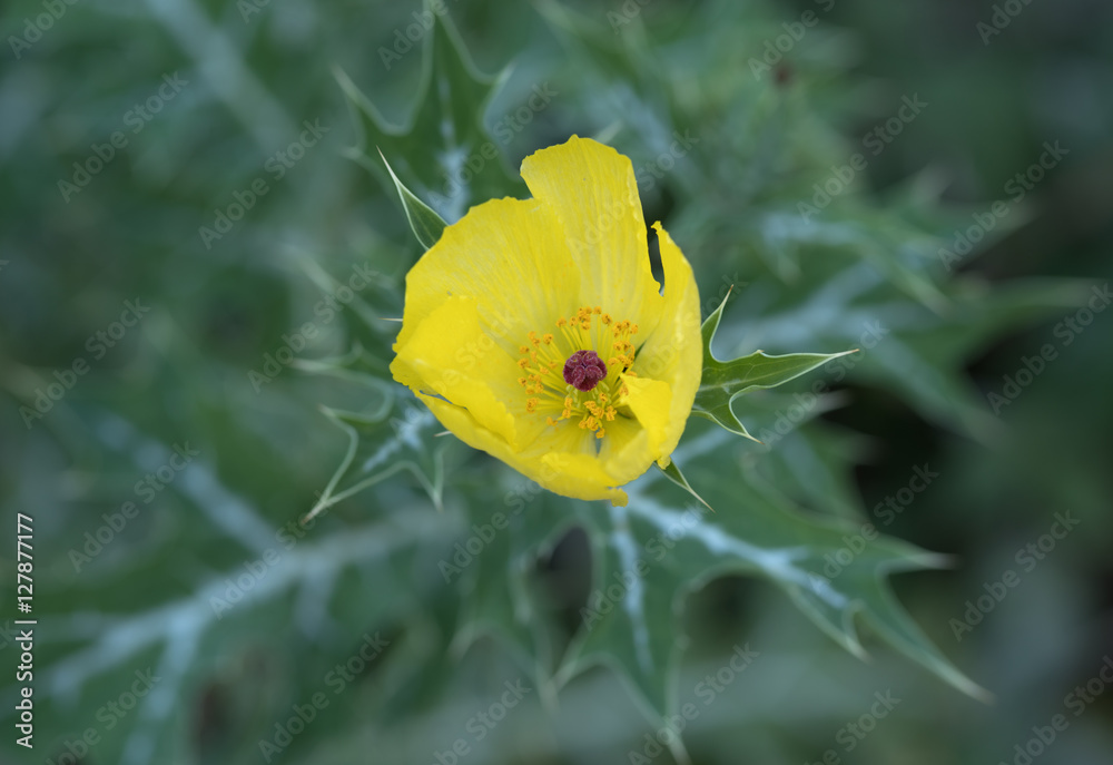 Mexican poppy (Argemone mexicana). Stock Photo | Adobe Stock