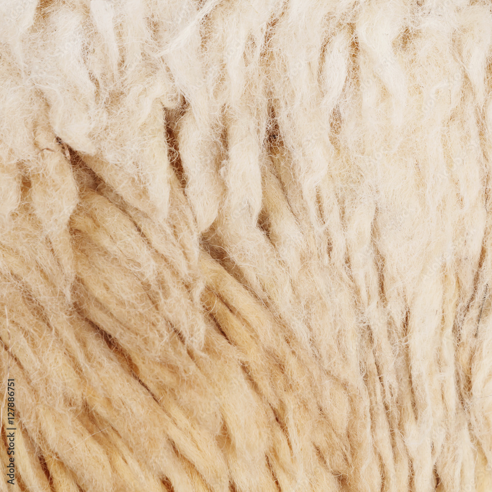 Sheep wool texture background. Stock Photo | Adobe Stock