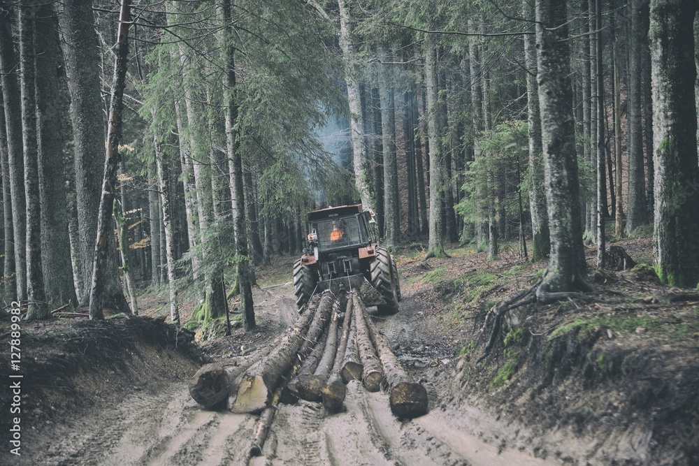 Skidding timber / Tractor is skidding cut trees out of the forest ...