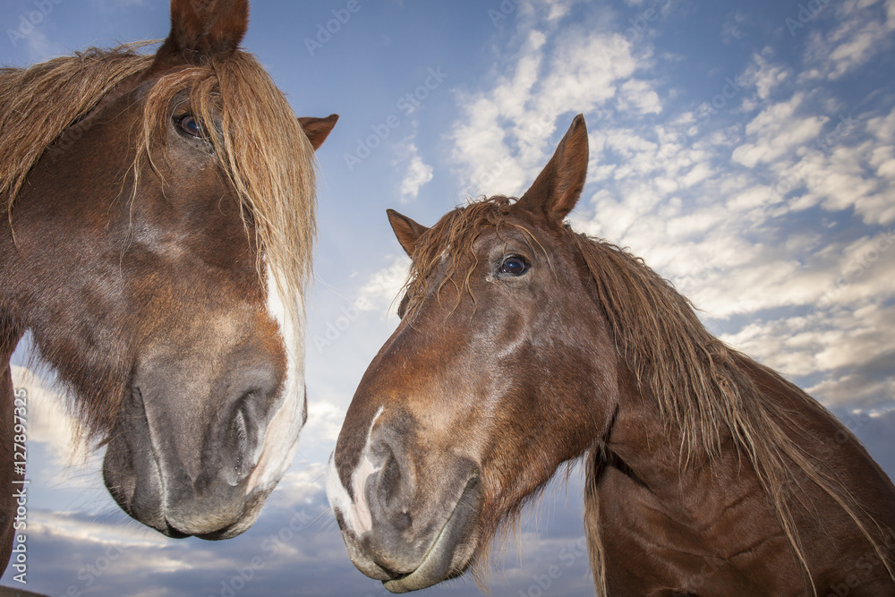 A Real Two Headed Horse