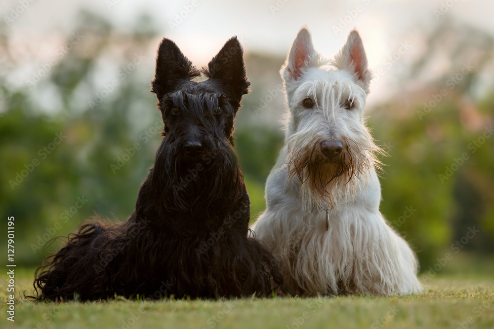 Do You Need A Dog License In Scotland