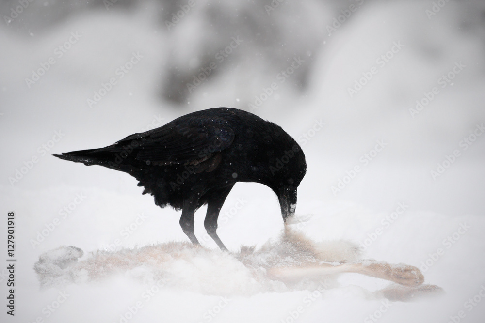 Foto de Raven with hare carcass during snow storm. Strong wind with ...