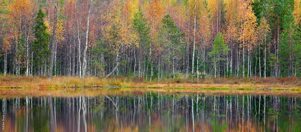 Autumn trees in the Finland forest. Green and yellow trees with ...