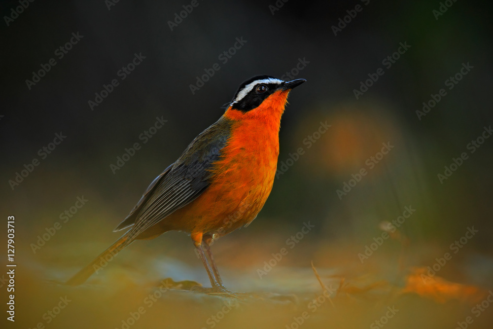 White-browed Robin-Chat, Cossypha heuglini, sitting on the stone in the ...