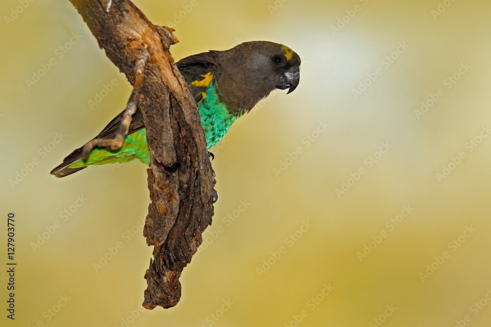 Brown Parrot, Poicephalus meyeri, green and grey exotic bird sitting on ...