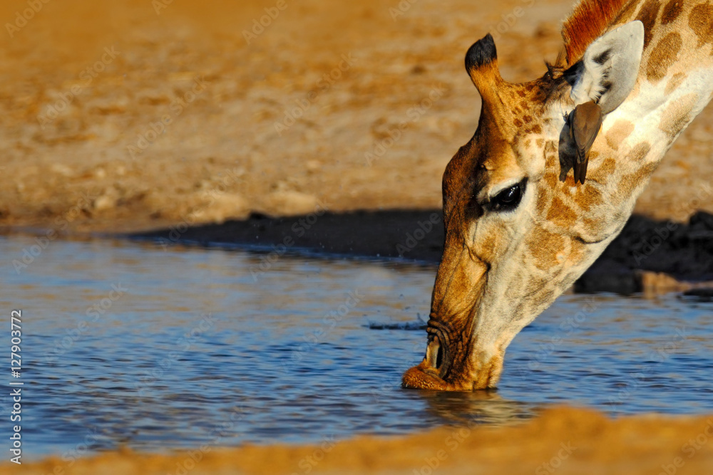 Giraffes Drinking Water