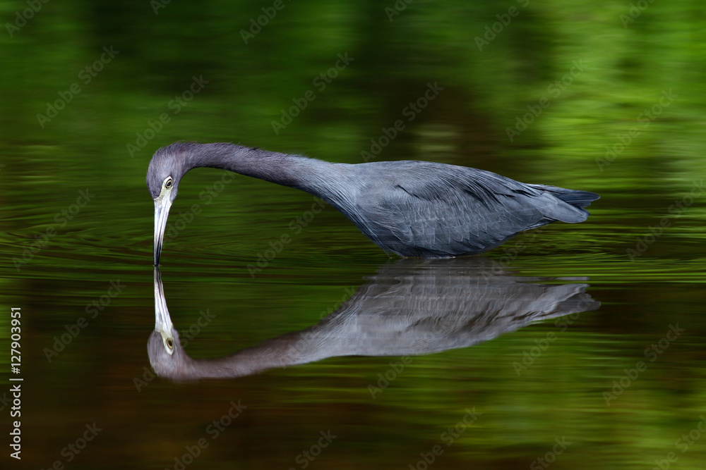 Bird mirror reflection in the beautiful green river water. Wildlife ...