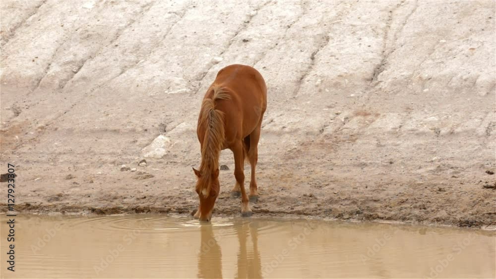 Horse drinking water from a dam on an Australian farm. Stock Video ...