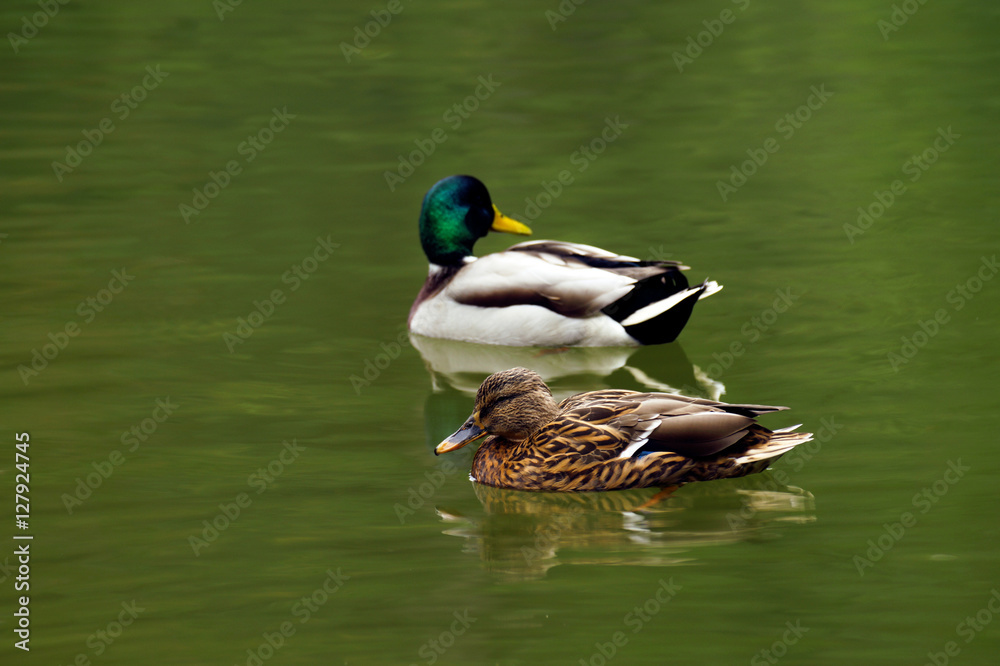 Foto Stock Coppia di anatre selvatiche nel lago | Adobe Stock