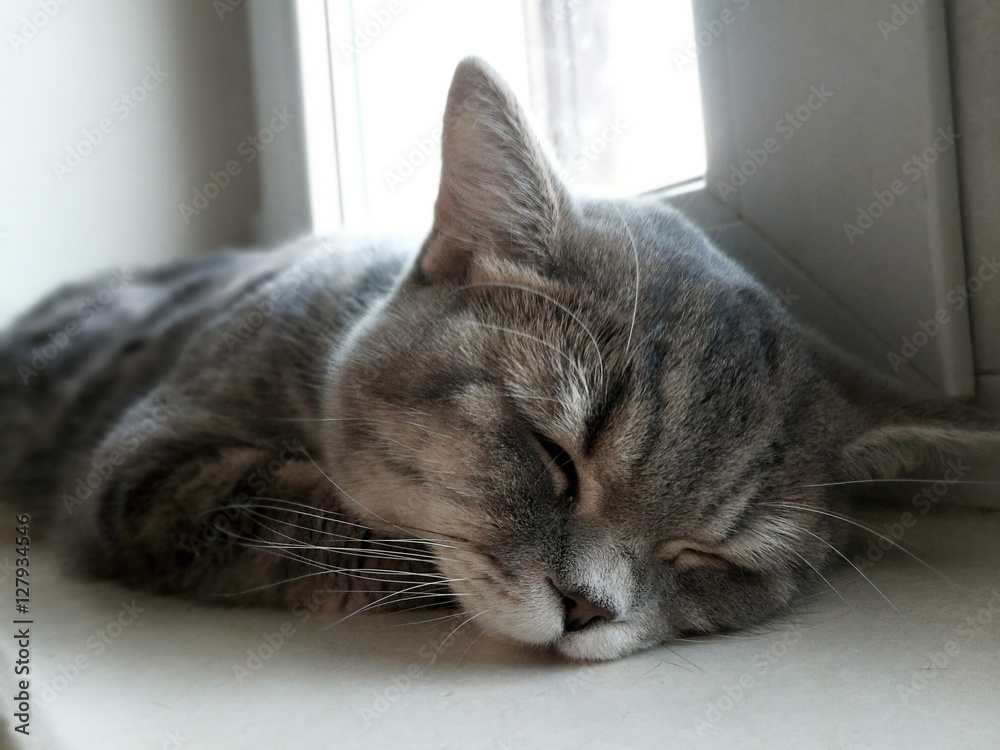 Tired cat sleep well Stock Photo | Adobe Stock