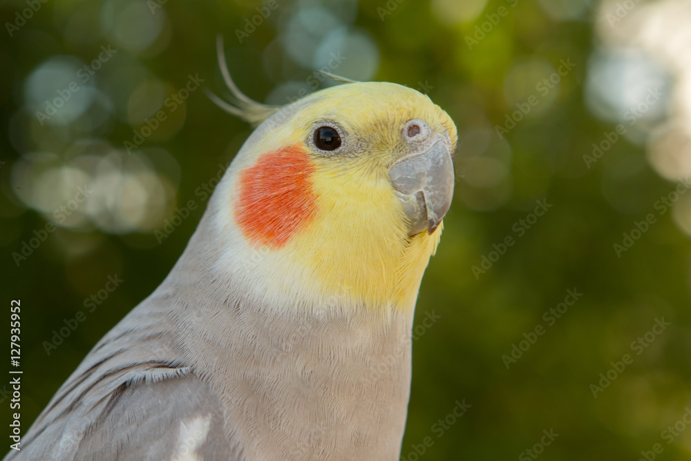 Beautiful parrot nymph Stock-Foto | Adobe Stock