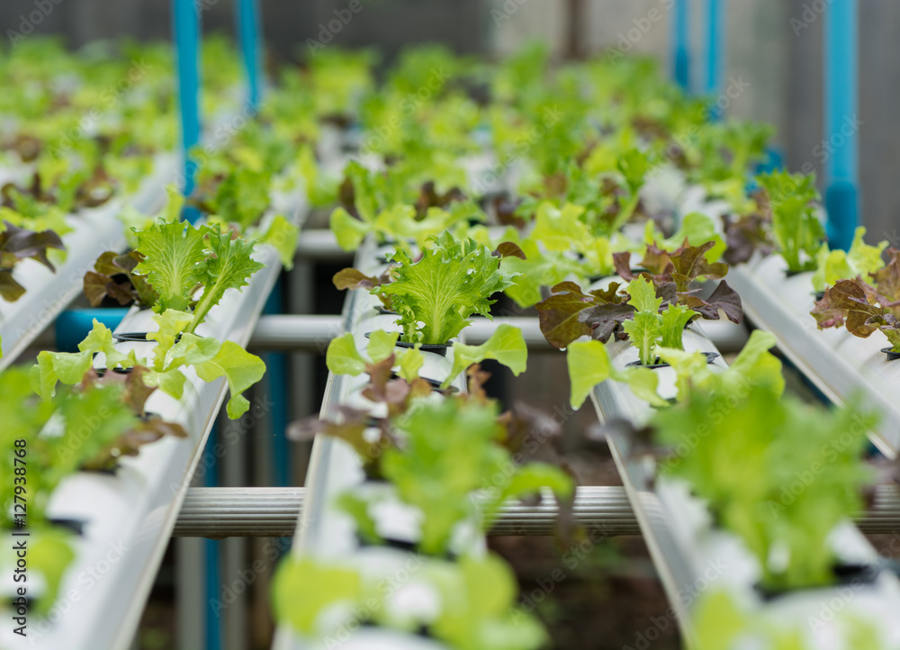 Hydroponics method of growing plants using mineral nutrient solu Stock ...