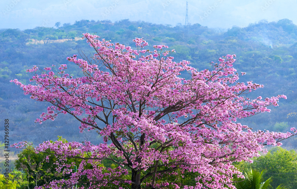 Beautiful blooming pink flower of Tabebuia heterophylla. (Trumpet Tree ...