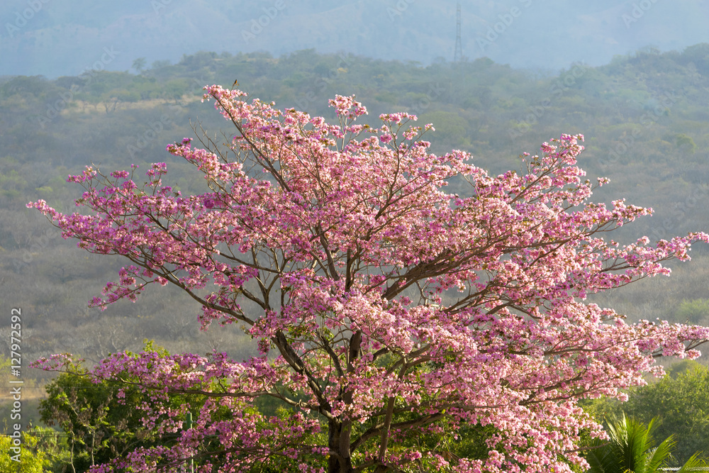 Beautiful blooming pink flower of Tabebuia heterophylla. (Trumpet Tree ...