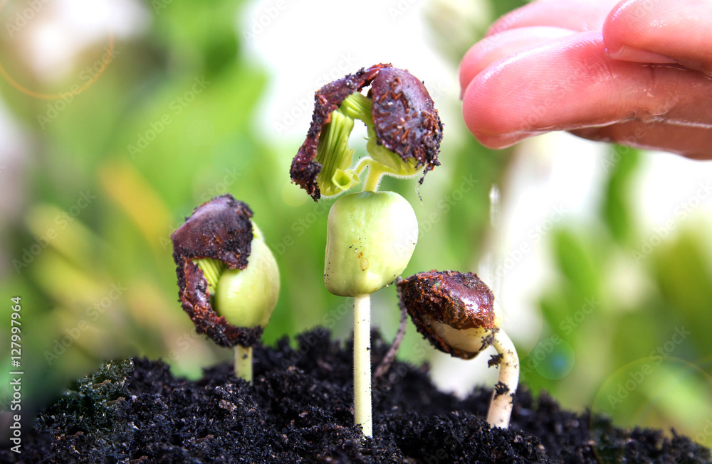 stages of growth of plant and seed to tree Stock Photo | Adobe Stock