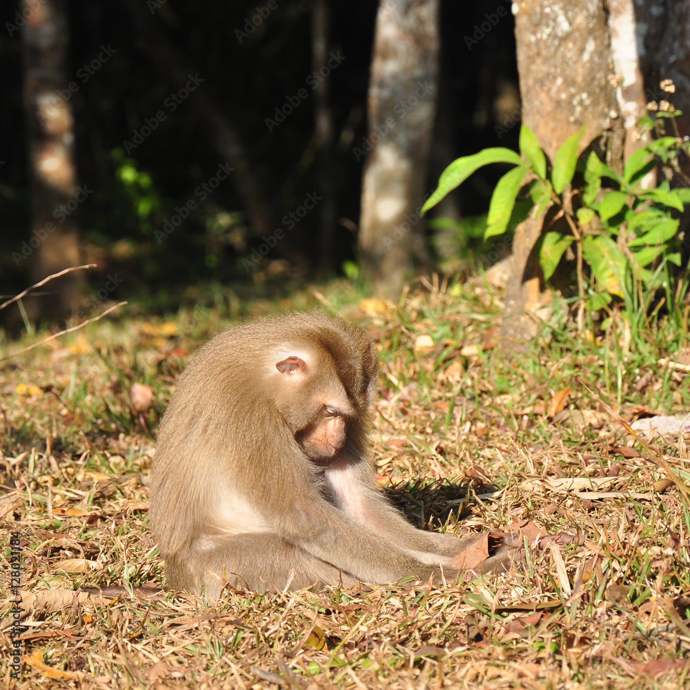 Sleeping monkey at Khao Yai national park, Pig-tailed Macaque Stock ...